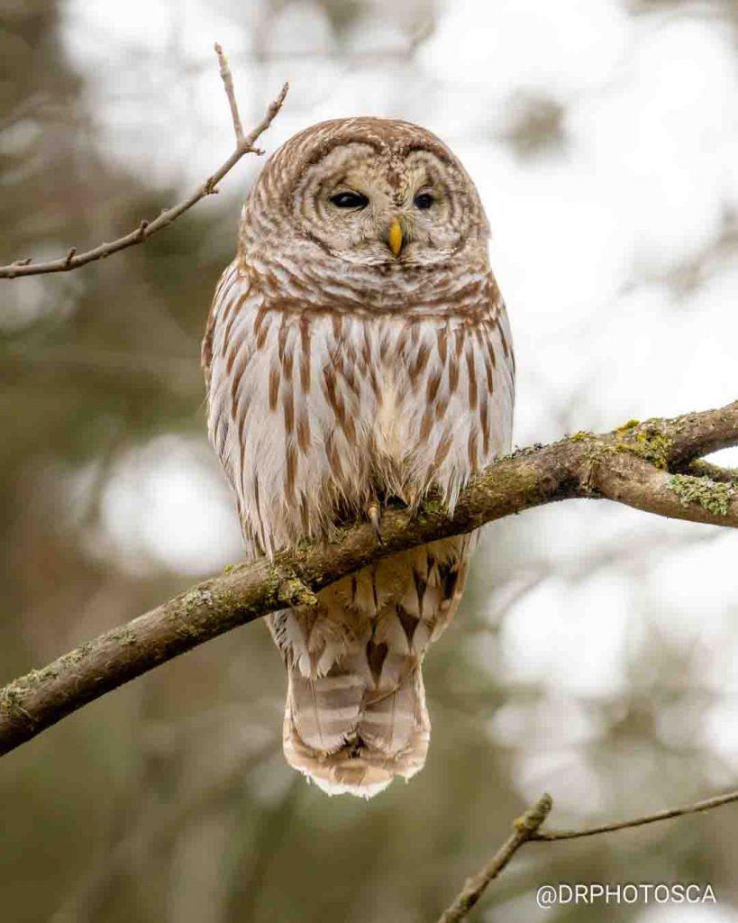 How to Find Owls in the Wild: Top 10 Ways to Spot These Elusive Birds ...